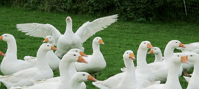 Geeseslider – Galloway Turkeys