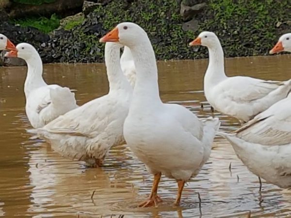 geese – Galloway Turkeys